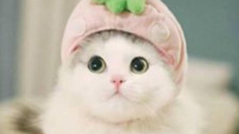 Bạn là con vật cute nào 👤Ajino Mun